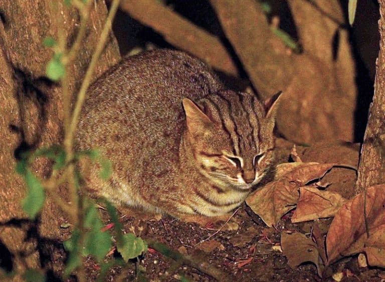 Il gatto rugginoso, il felino selvatico più piccolo del mondo