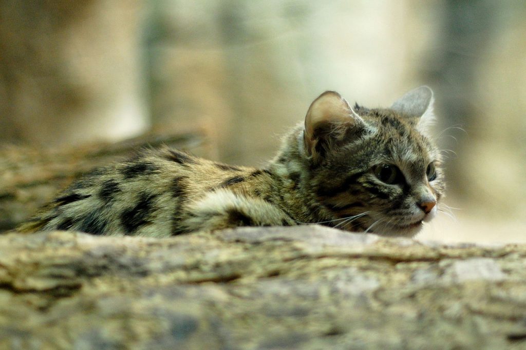 Il gatto dai piedi neri, il predatore felino più letale del mondo